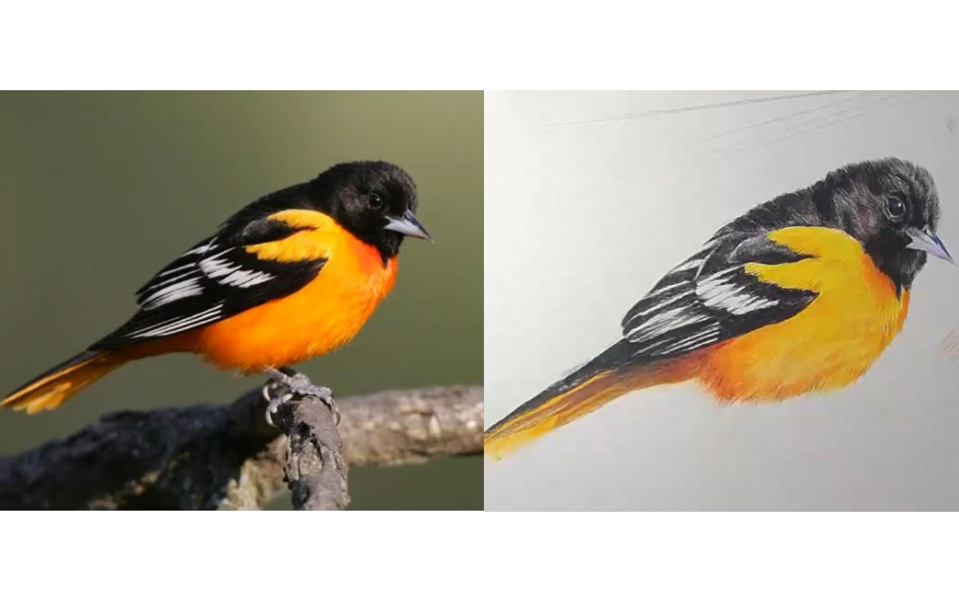 【彩铅】动物彩铅,超写实的毛茸茸的表现手法!