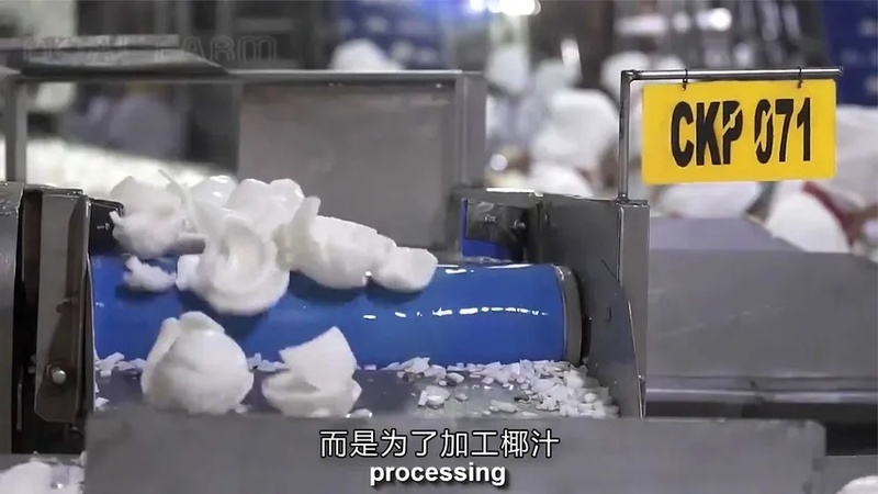 椰汁是如何制作的美食科普纪录片椰汁椰奶椰子东南亚宅家