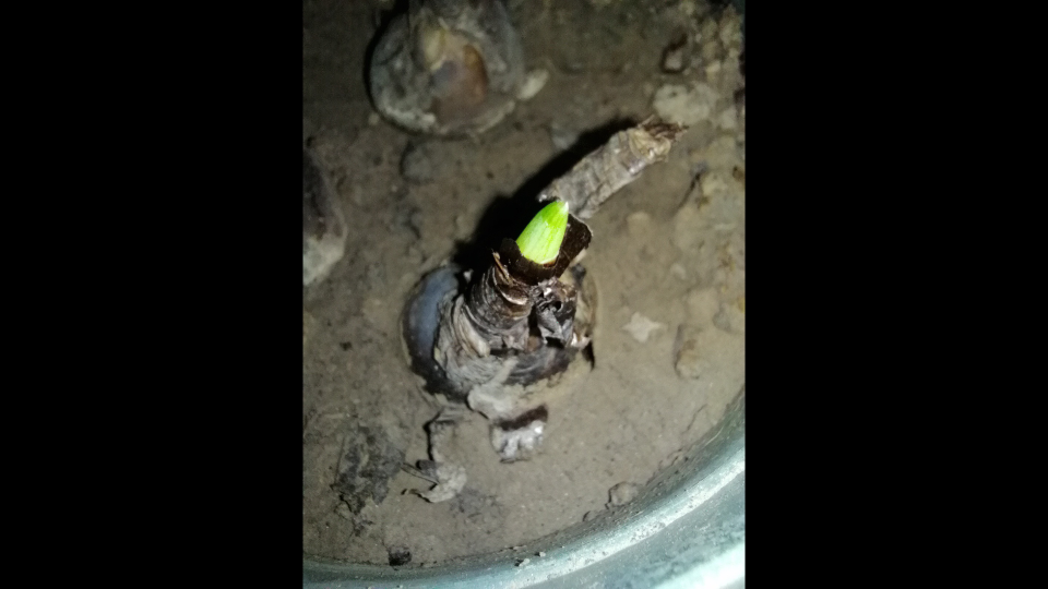 彼岸花生长过程(截止到第一次开花)