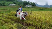 这样的迷你水稻收割机,收割效率让人瞪大眼,你看怎么样