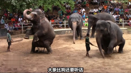 大象表演的背后有多残忍?