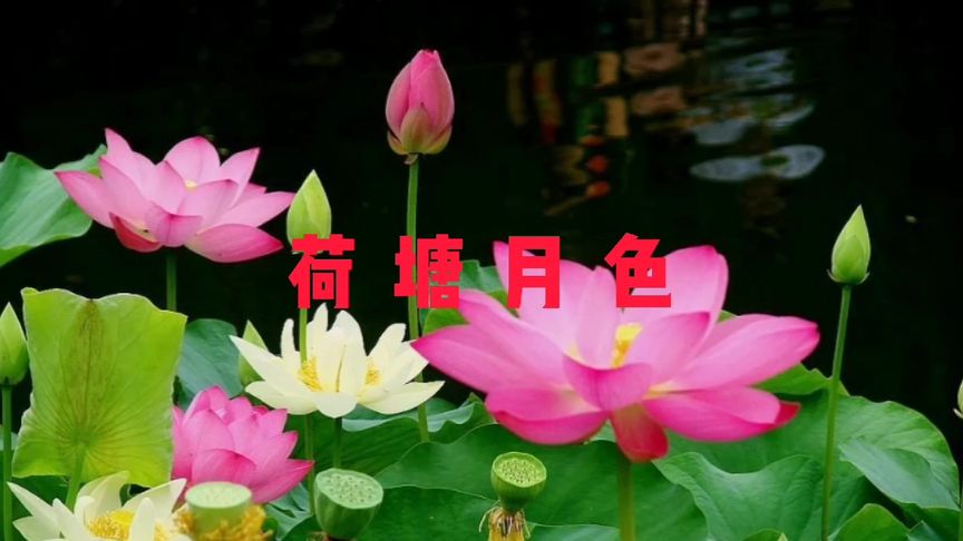 一首凤凰传奇的经典歌曲《荷塘月色》,每一次听都让人沉醉,好听