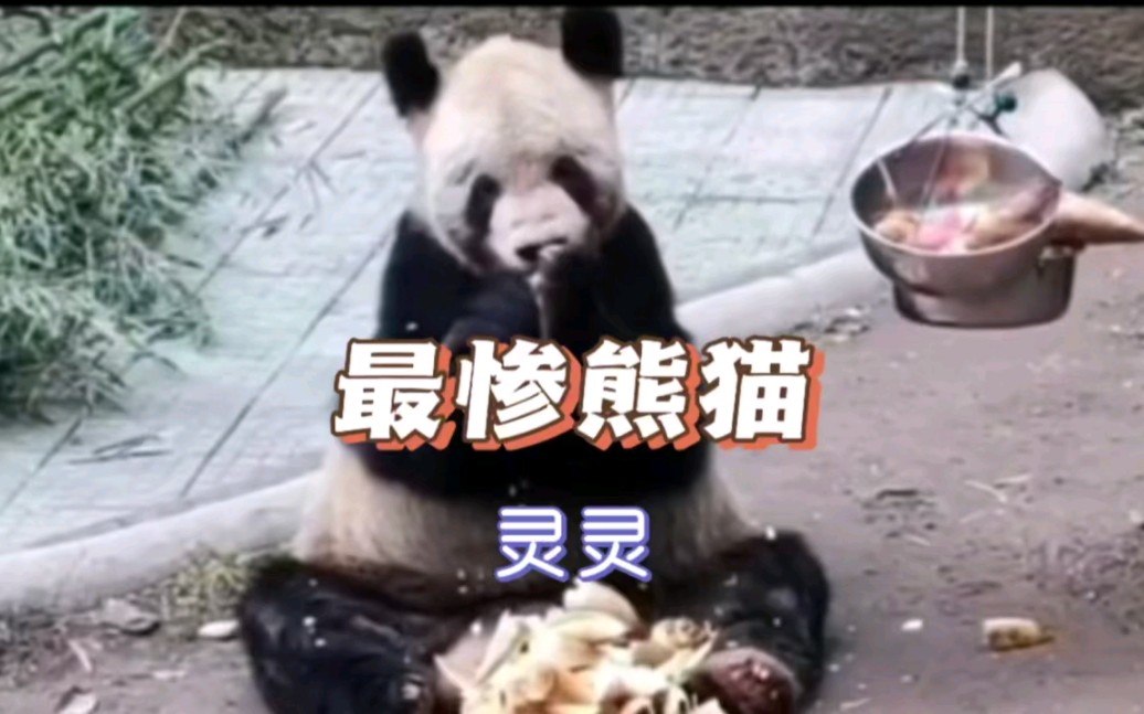 灵灵是旅美大熊猫乐乐的哥哥,被迫与生母繁殖,并生下双胞胎孩子。