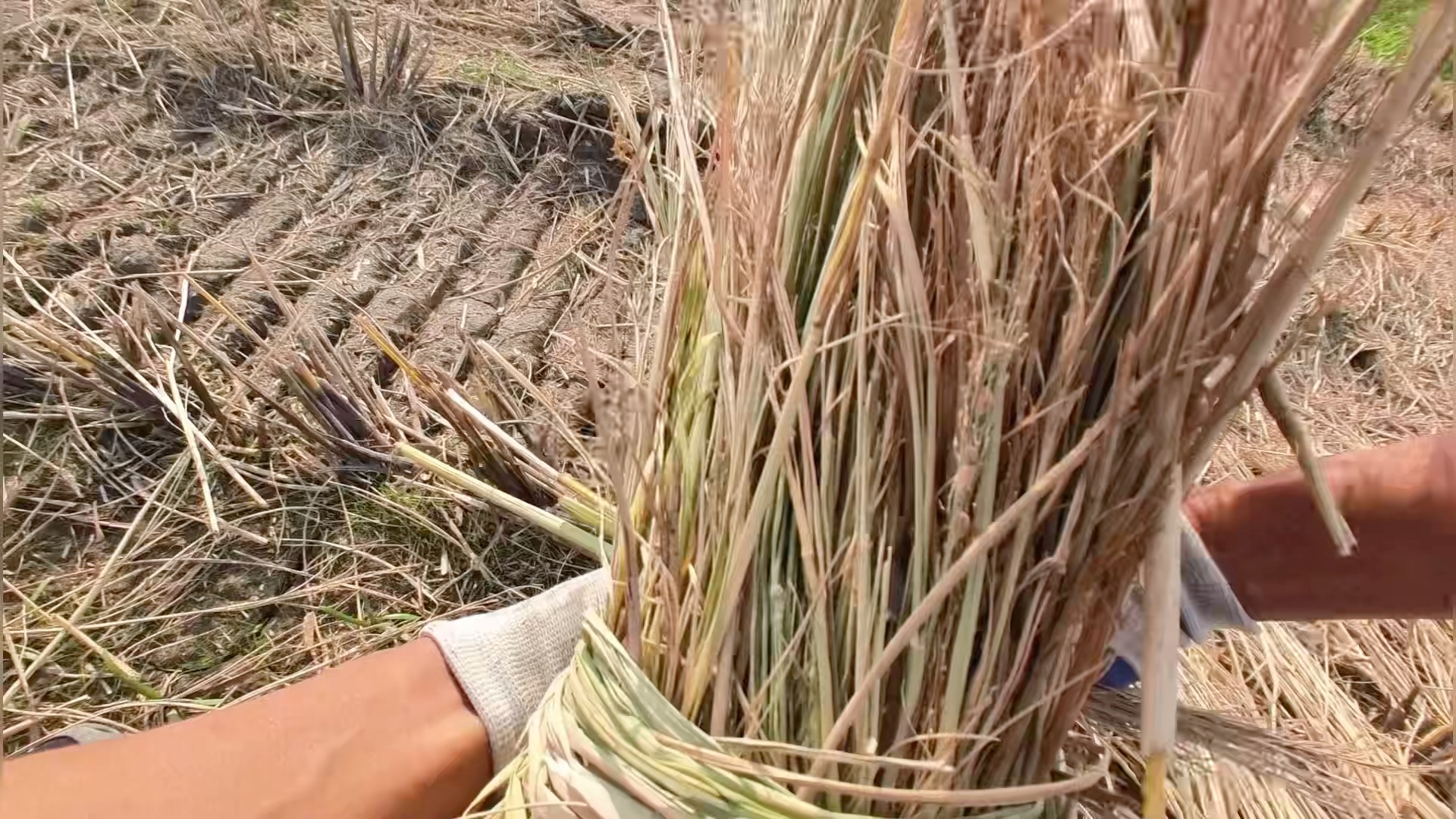上海郊区农场生活,如何扎出一个完美的草垛～沉浸式现场教学