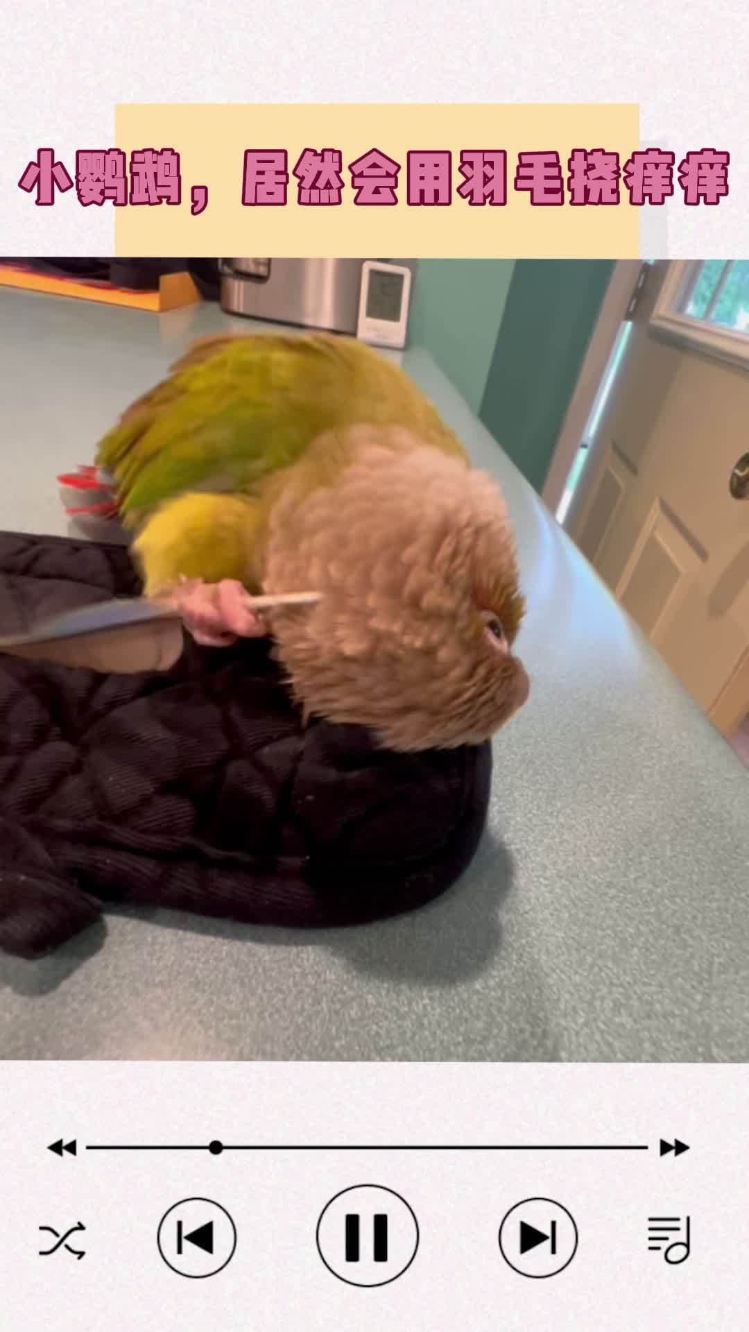 铲屎官发现养的小鹦鹉,居然会用羽毛挠痒痒...