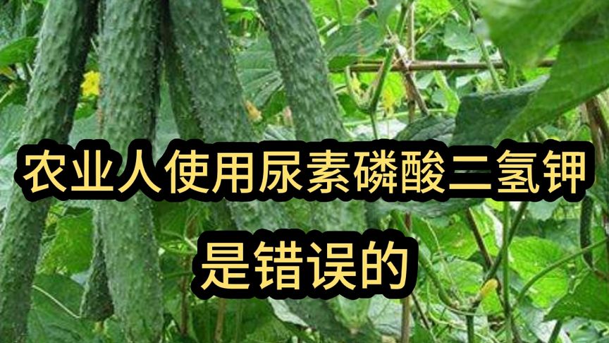 教您正确使用尿素磷酸二氢钾来做叶面肥