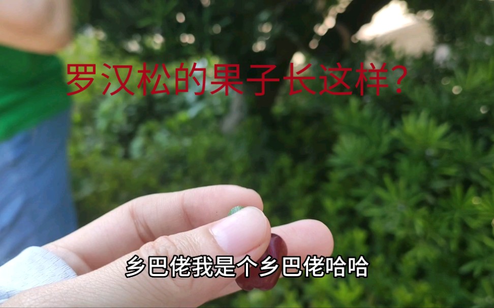 罗汉松的果实,它的籽在外面,味道跟蓝莓差不多。挺好吃的。