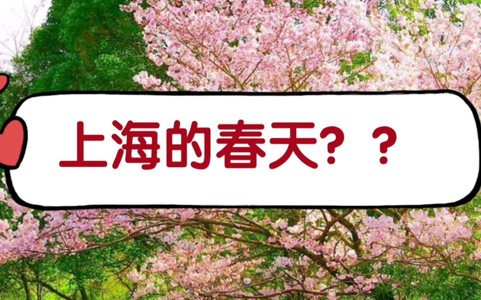 你以为的上海春天,实际上…