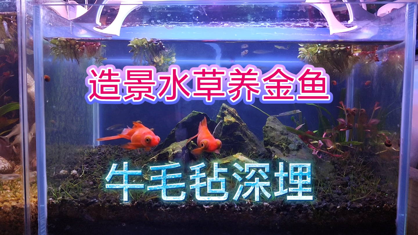 ...初步试验结果,无二氧化碳养牛毛草水草视频,无过滤不打氧养金鱼视频