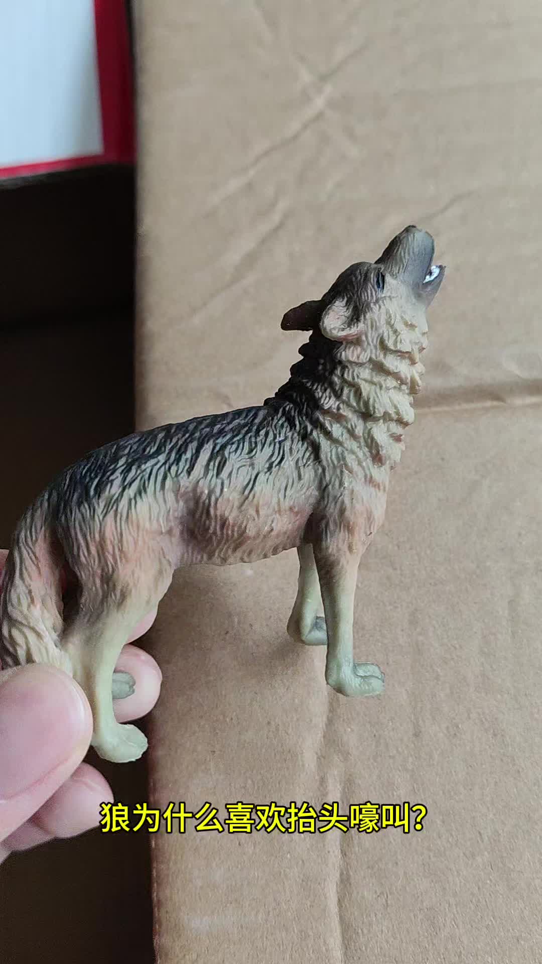 咆哮狼嚎姿势的小号狼玩具～#狼玩具 #咆哮狼 #草原狼 #狼模型 #动物...