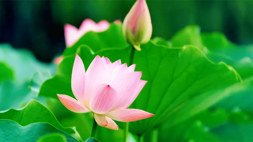 音疗|笛子曲《玉芙蓉》纯音乐,疏肝解郁,悠扬动听,愉悦身心