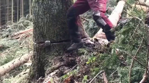 农村的大哥一个人砍树,听见响声就要注意安全,是将要倒下去的信号!