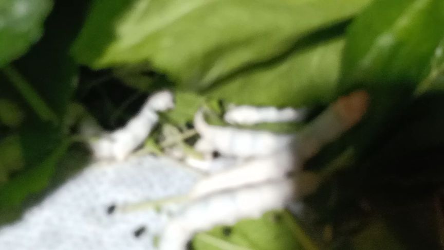 蚕宝宝吃饭中,这就是拿来做蚕丝被