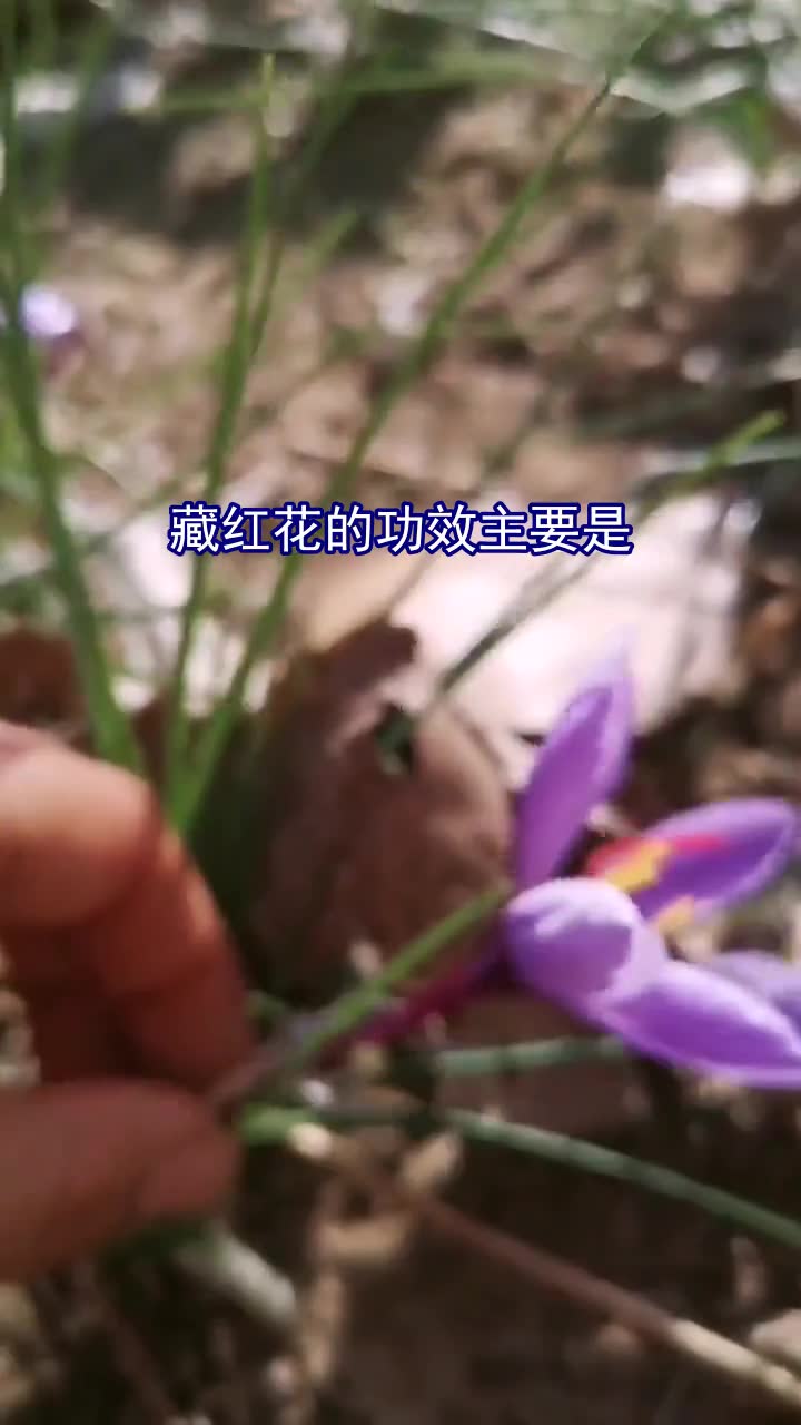 藏红花的功效与作用,藏红花多少钱一克,藏红花价格,藏红花的功效与禁忌