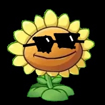 原味瓜子向日葵 