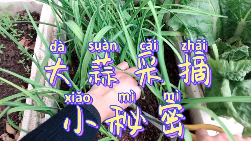 种植20天的大蒜采收了,分享采摘小秘密,种一次吃不完