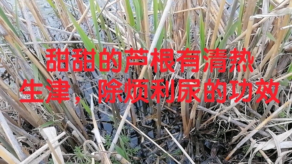 甜甜的芦根有清热生津,除烦利尿的功效