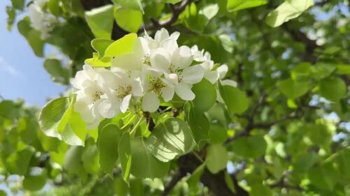 一棵梨树也能硕果累累?揭秘单株结果的惊人真相!