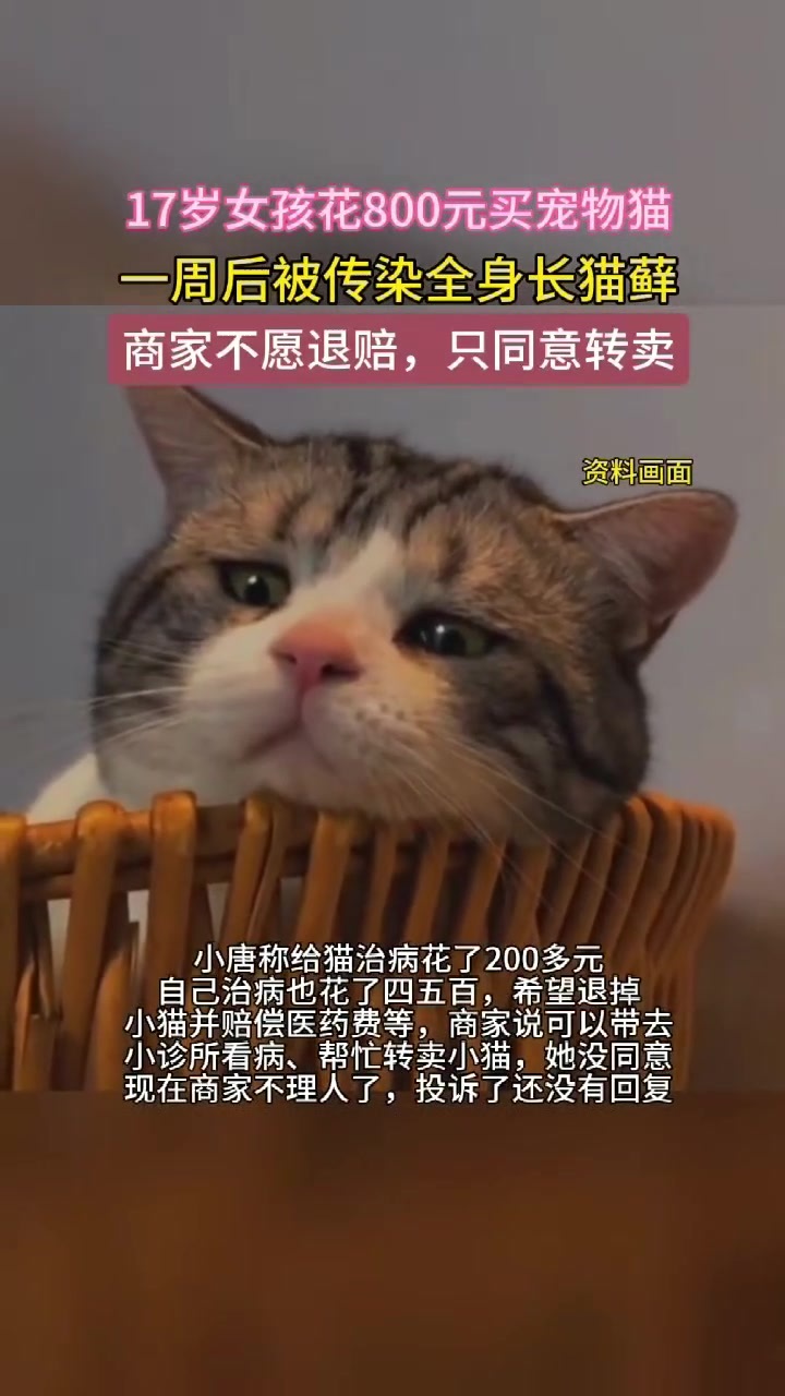17岁女孩花800元买宠物猫 一周后被传染全身长猫藓(搜狐千里眼)