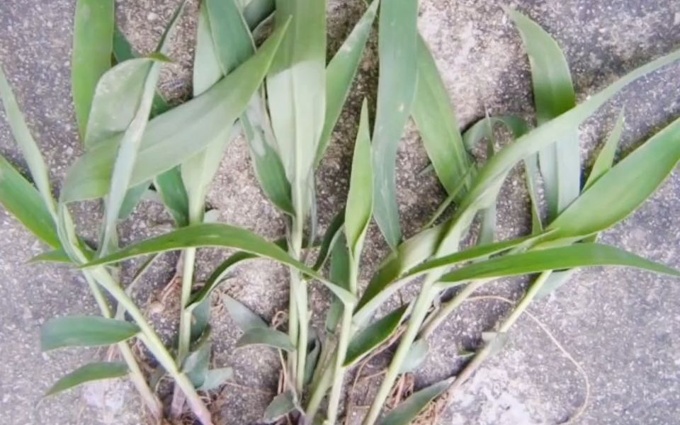 【了解三农】稻田杂草