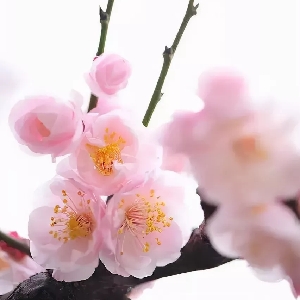 余音袅袅好运来 