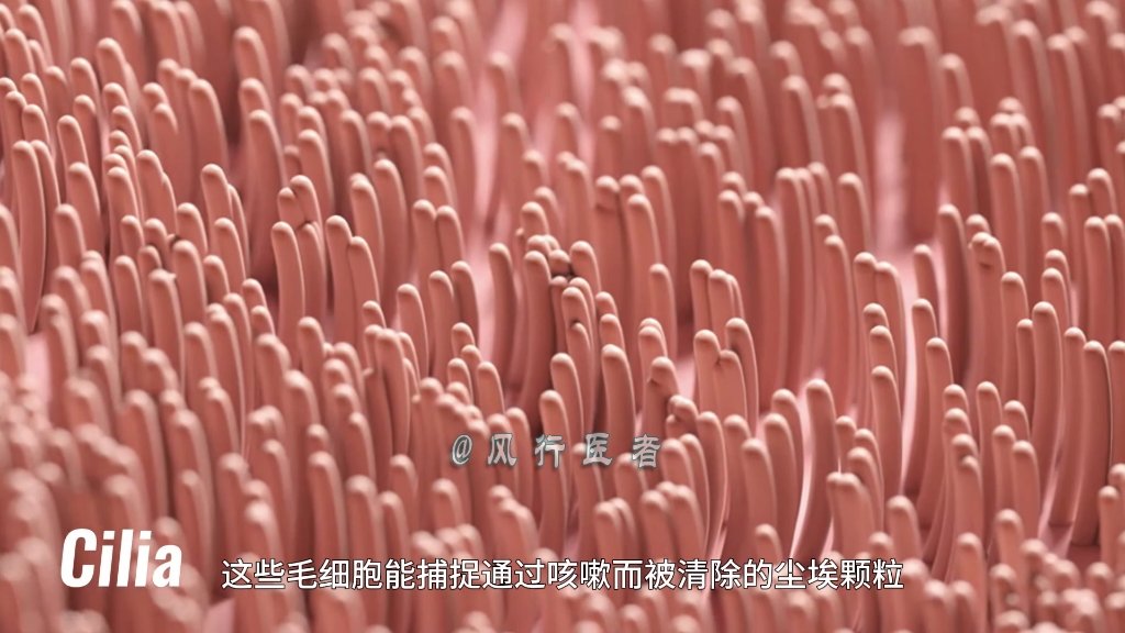 3d医学动画为你演示呼吸系统如何把空气输送到肺里进行气体交换