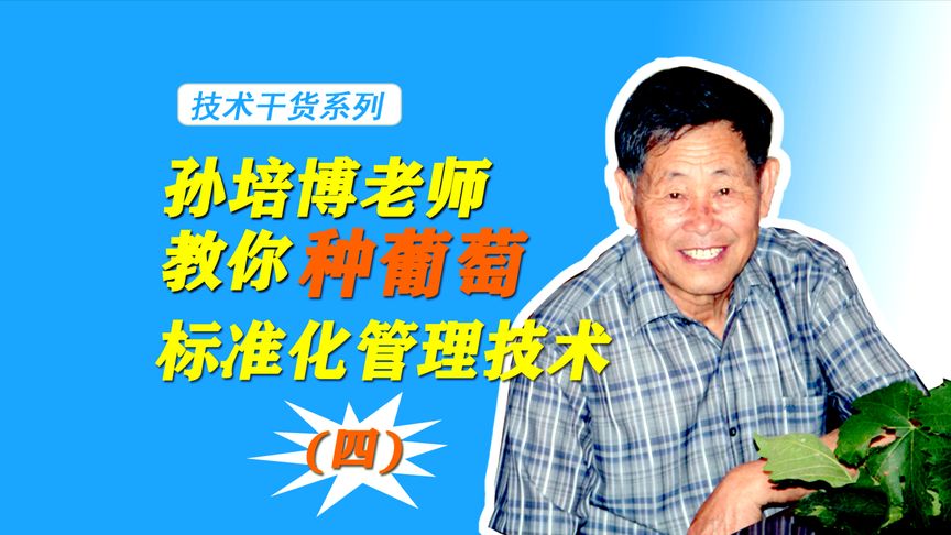 技术干货|孙培博老师教你种葡萄标准化管理技术(四)