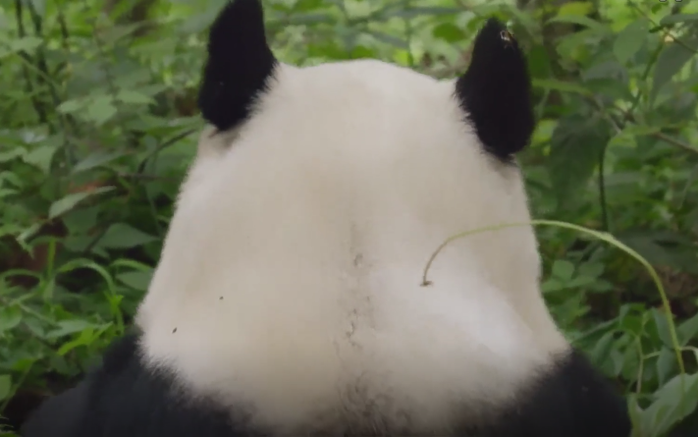 大熊猫香香纪录片《回家啦!熊猫香香公主》