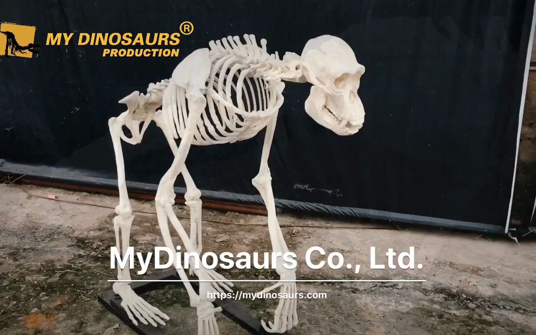 ...大猩猩骨架模型 手工定制玻璃钢骨骼化石 博物馆同款化石复制品制作