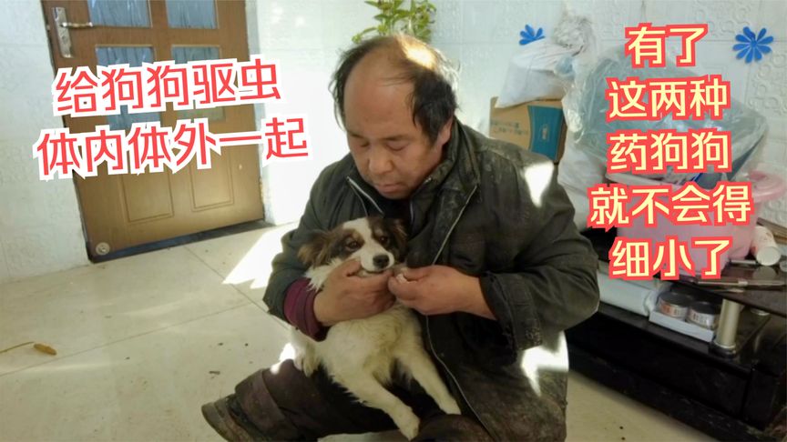 狗狗们要驱虫了,有体内驱体外驱,有了这两种药以后就不怕细小了