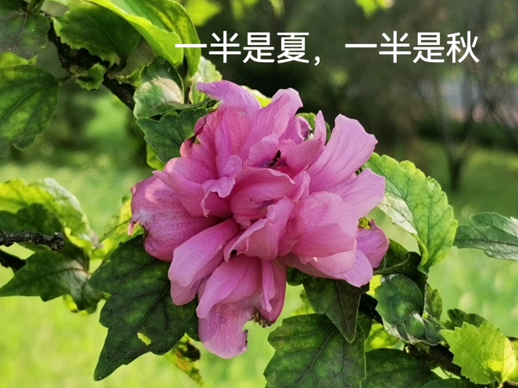 一半是夏,一半是秋,花的世界遇到果实的世界。夏末的木槿,紫薇,太阳花...