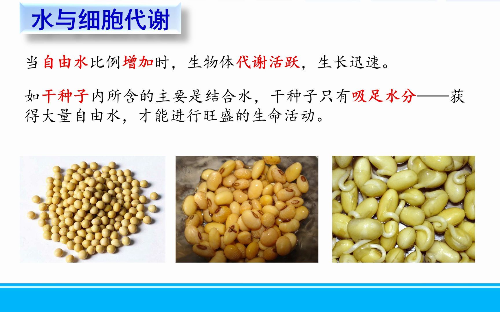 文心雕龙高中生物高三一轮复习1.1.14.水与细胞代谢