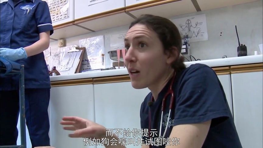 动物:医生救助受伤的鹿,它不会给人传递信息,所有救助很有难度