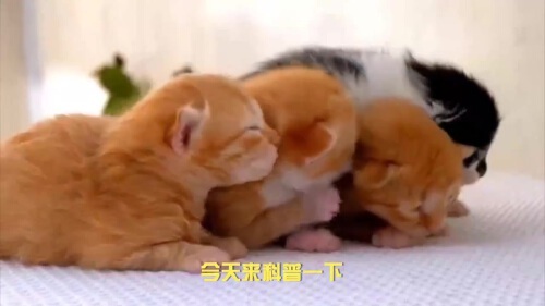 猫妈妈生下小宝宝后,为什么不断把它们送给主人呢,究竟是信任还是...