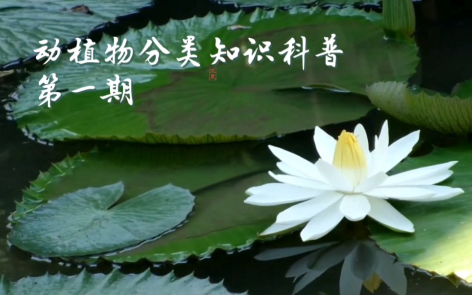 动植物分类知识科普 第一期 | 商陆 扬子鳄