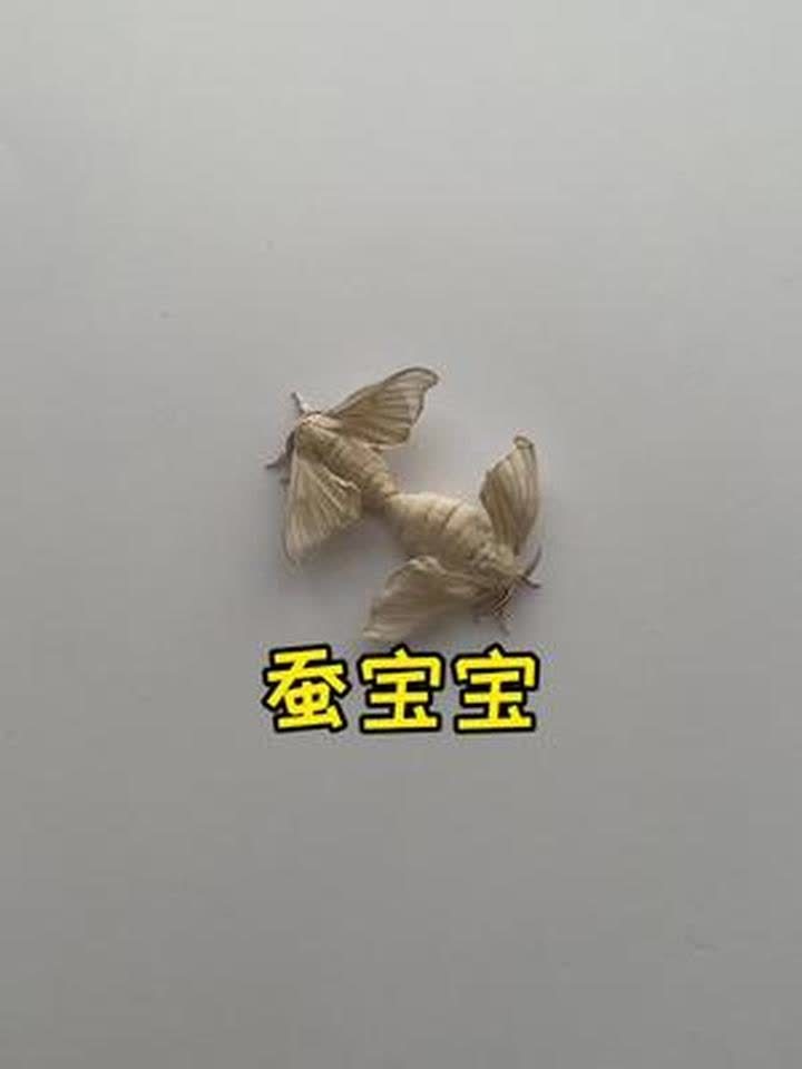 这可能是我家蚕宝宝的最后一期视频了