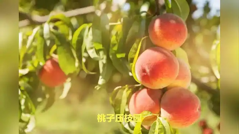 桃子盆栽不结果?从开花到结果,手把手教你收获甜蜜果实