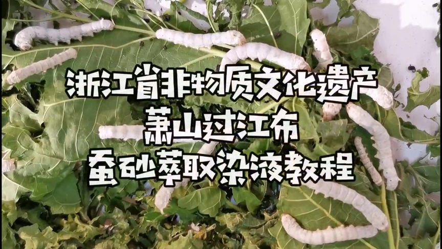 蚕砂不仅是蚕宝宝的排泄物,它也是味中药,它更是染料