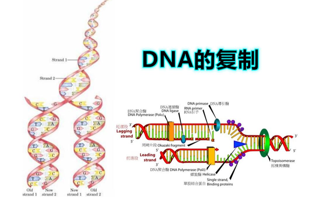 【新人教】3.3 DNA的复制