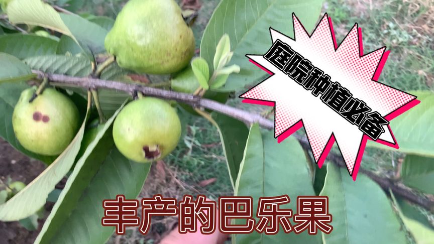 园林绿化种植巴乐果,嘉宝果百香果,葡萄,菠萝蜜沃柑#庭院改造