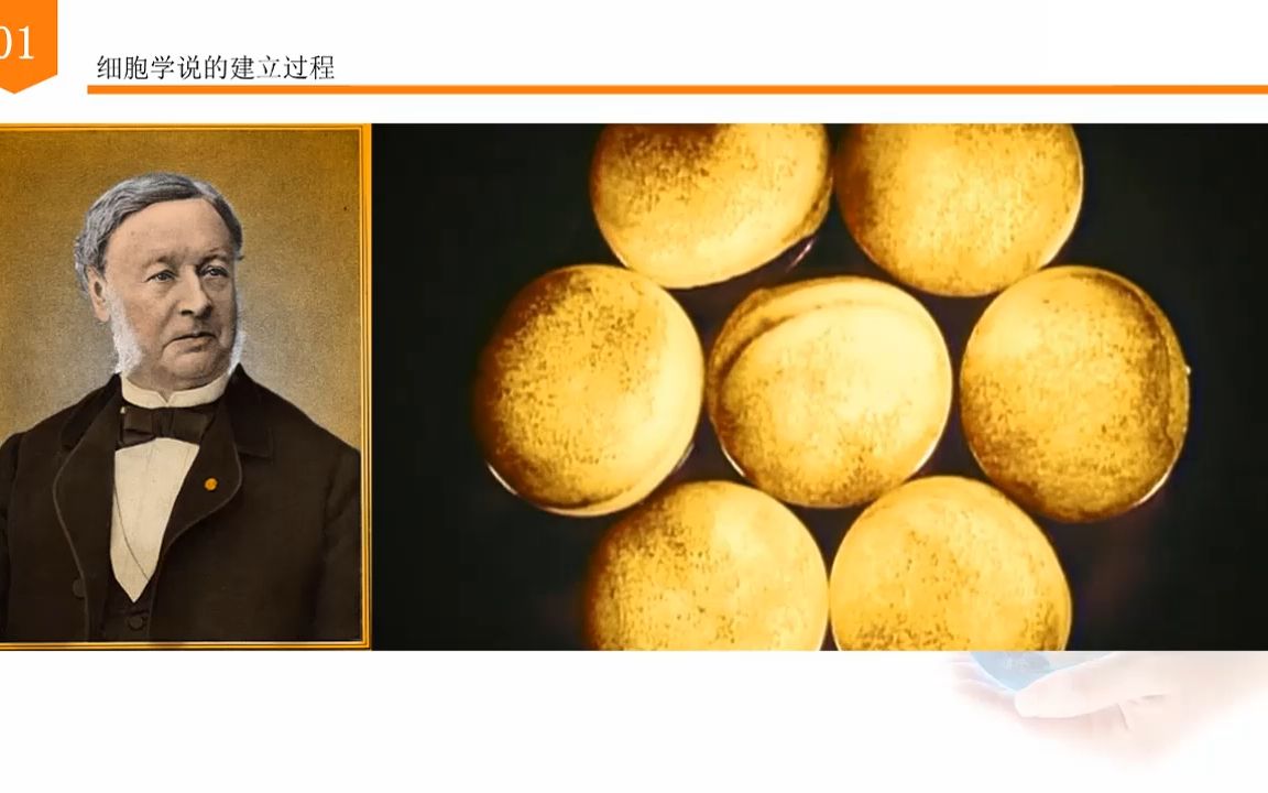高中必修一第一章走进细胞第一节 细胞是生命活动的基本单位1.1细胞...