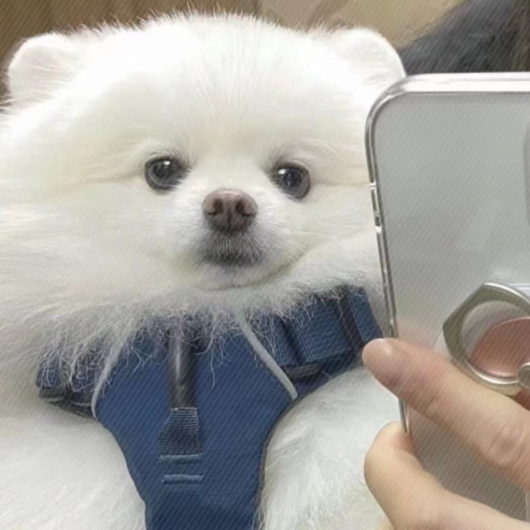 名场面小狗 