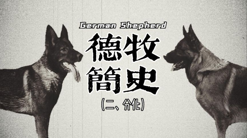 德牧简史(二、分化)| 东徳 西德 工作 展示 DDR | 都是什么?