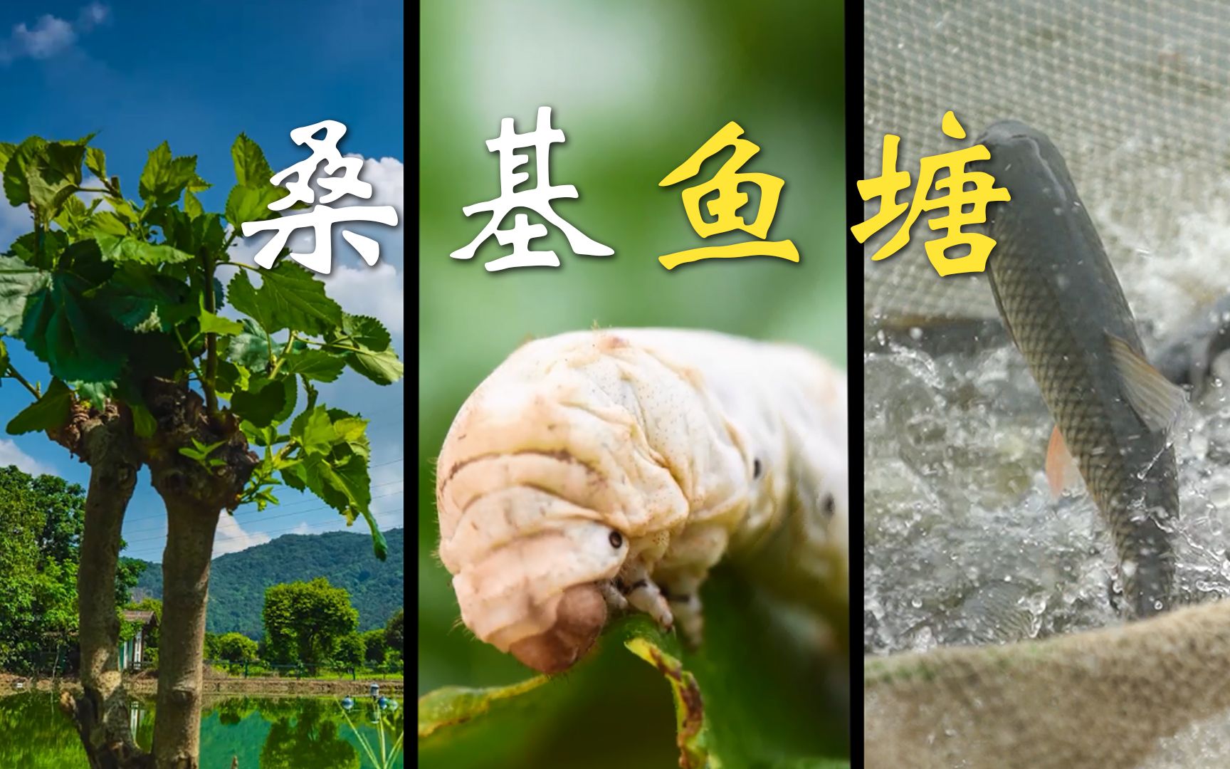 ...方塘万亩如镜,青桑交错如缀,形成种桑养蚕同池塘养鱼的生态循环链