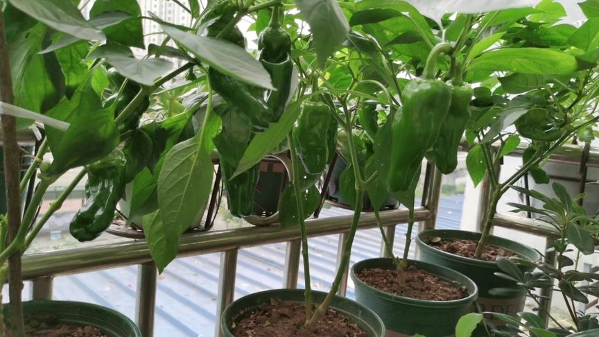花盆种辣椒,一家人吃不完,今天终于说出了种植管理技术,学习了