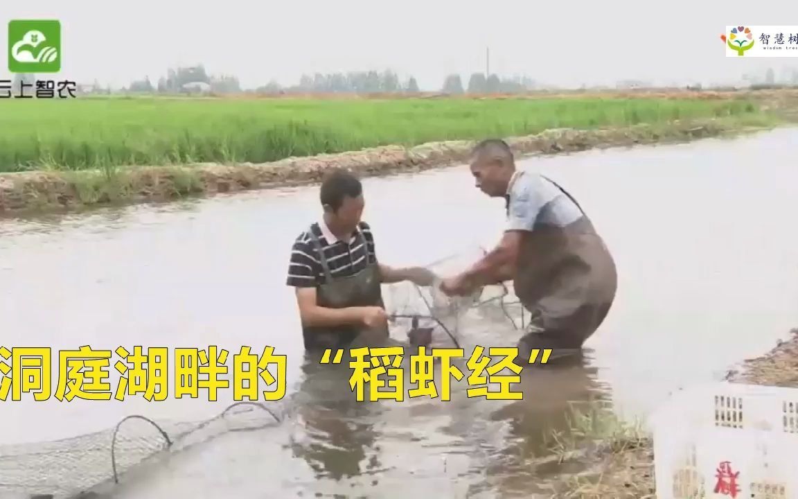 你知道小龙虾好吃,但你知道龙虾背后的“虾稻共作”模式吗?.中小学生...