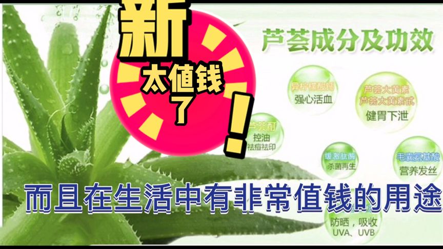 家养的芦荟太值钱了!它有这3个妙用,你知道吗?