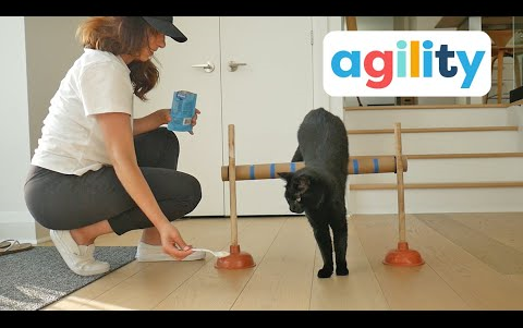 【Cat School Clicker Training】敏捷训练入门:带猫猫运动,做一只神气...