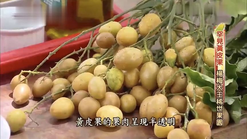 20年前一趟广东游,老板带回黄皮果,栽种成功、并开多种吃法
