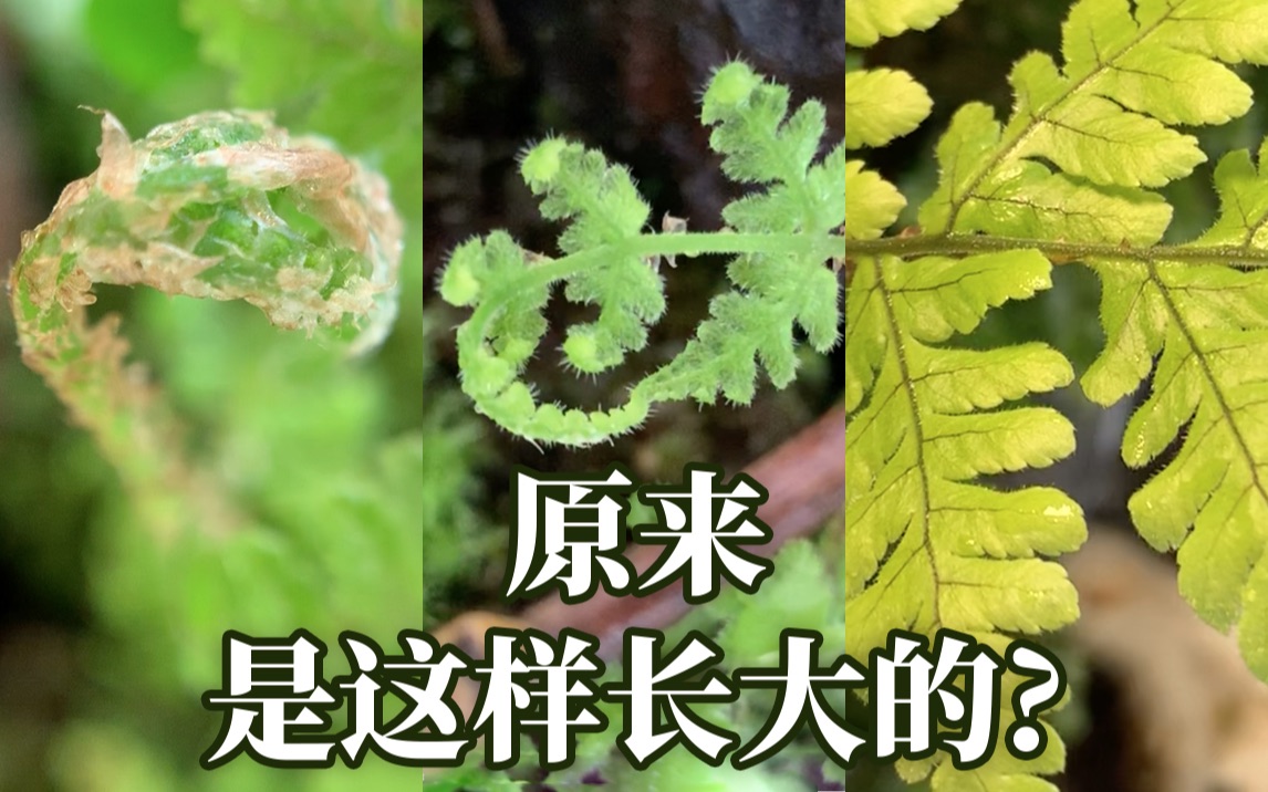 【松爷私制】水陆缸的食虫草竟然要开花了,几种蕨类从发芽到成长全...